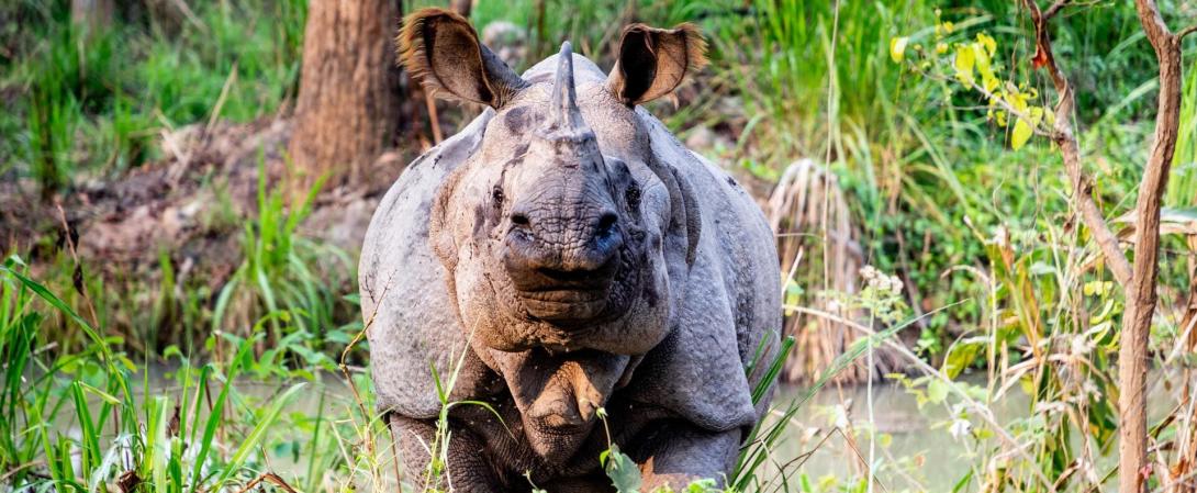 Rhino Conservation in Nepal | Projects Abroad UK